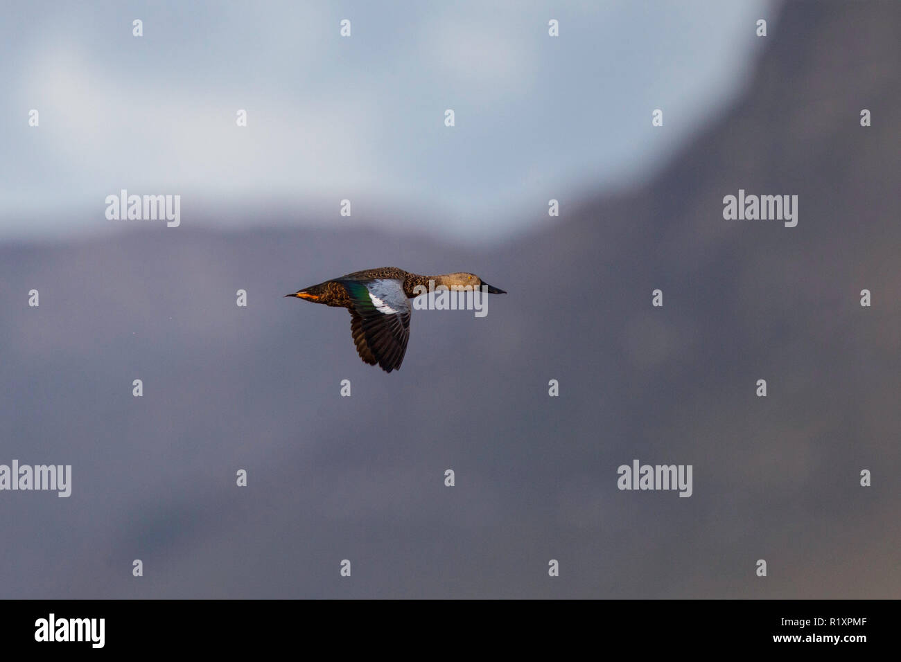 Cape Shoveler Spatula smithii Strandfontein Wetlands, Cape Town, South ...