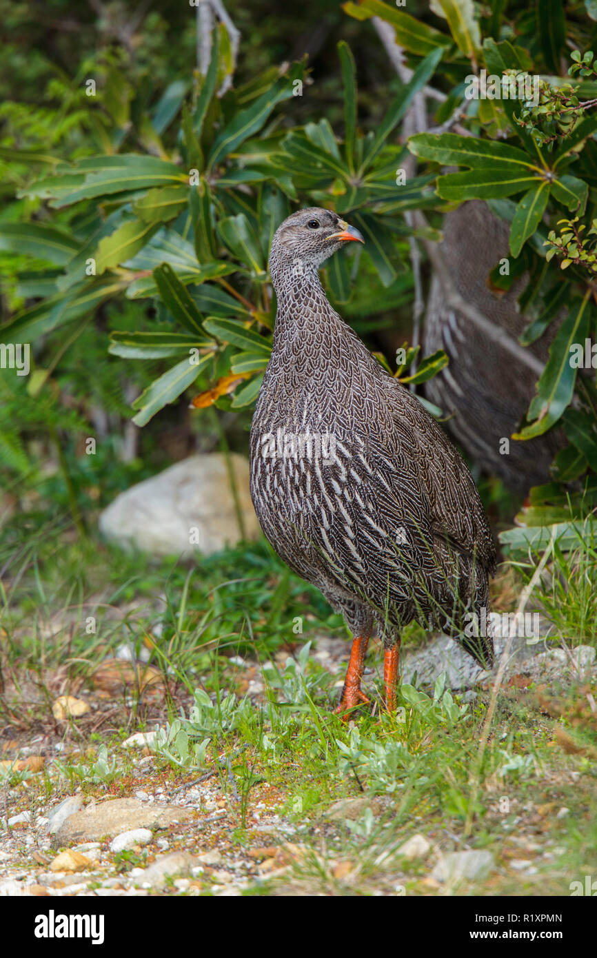 South africa cape spurfowl francolin hi-res stock photography and ...