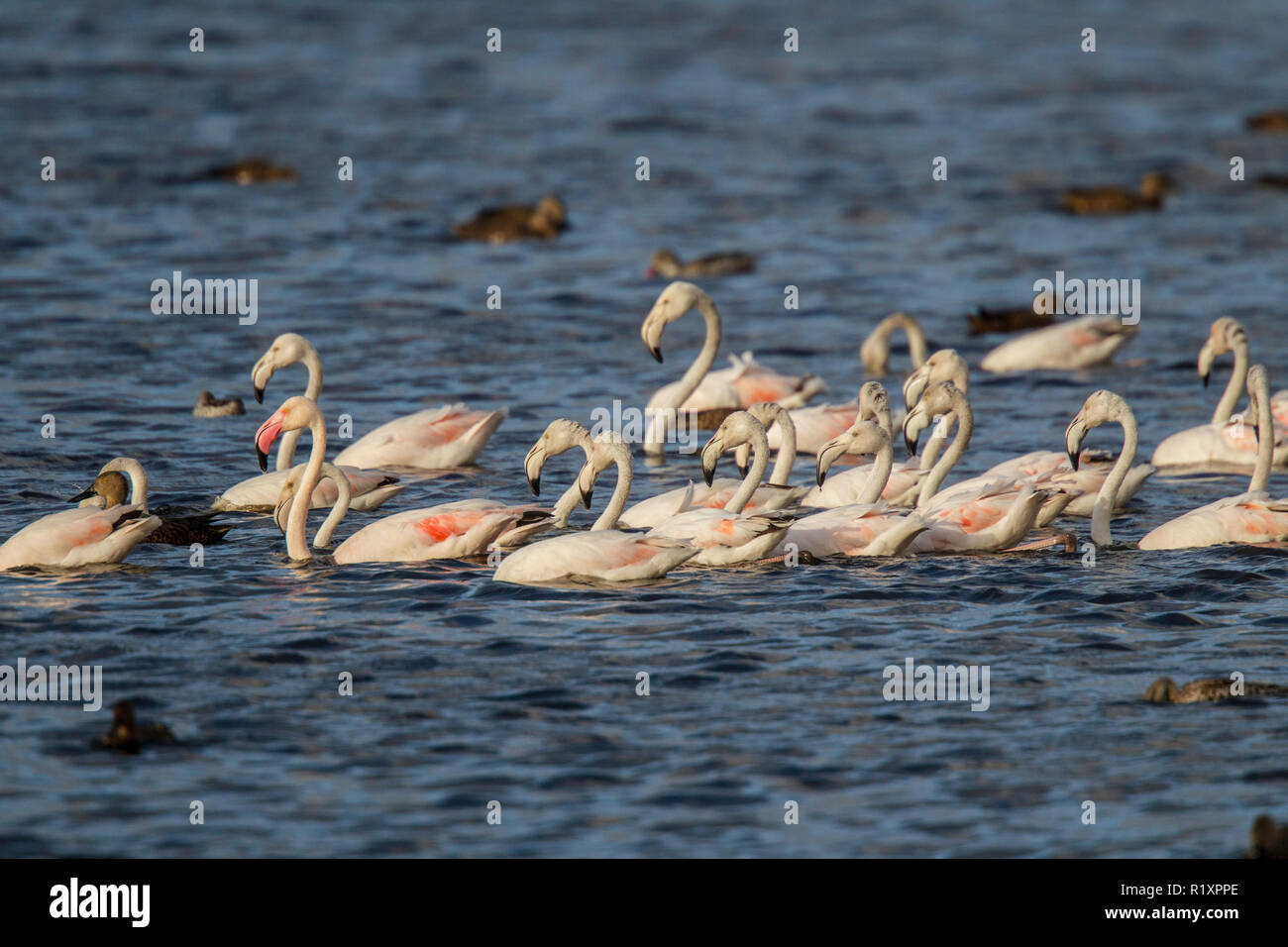 Greater Flamingo Phoenicopterus roseus Strandfontein Wetlands, Cape ...