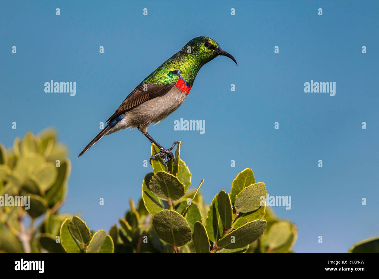 Southern Double-collared Sunbird Cinnyris chalybeus Betty's Bay ...