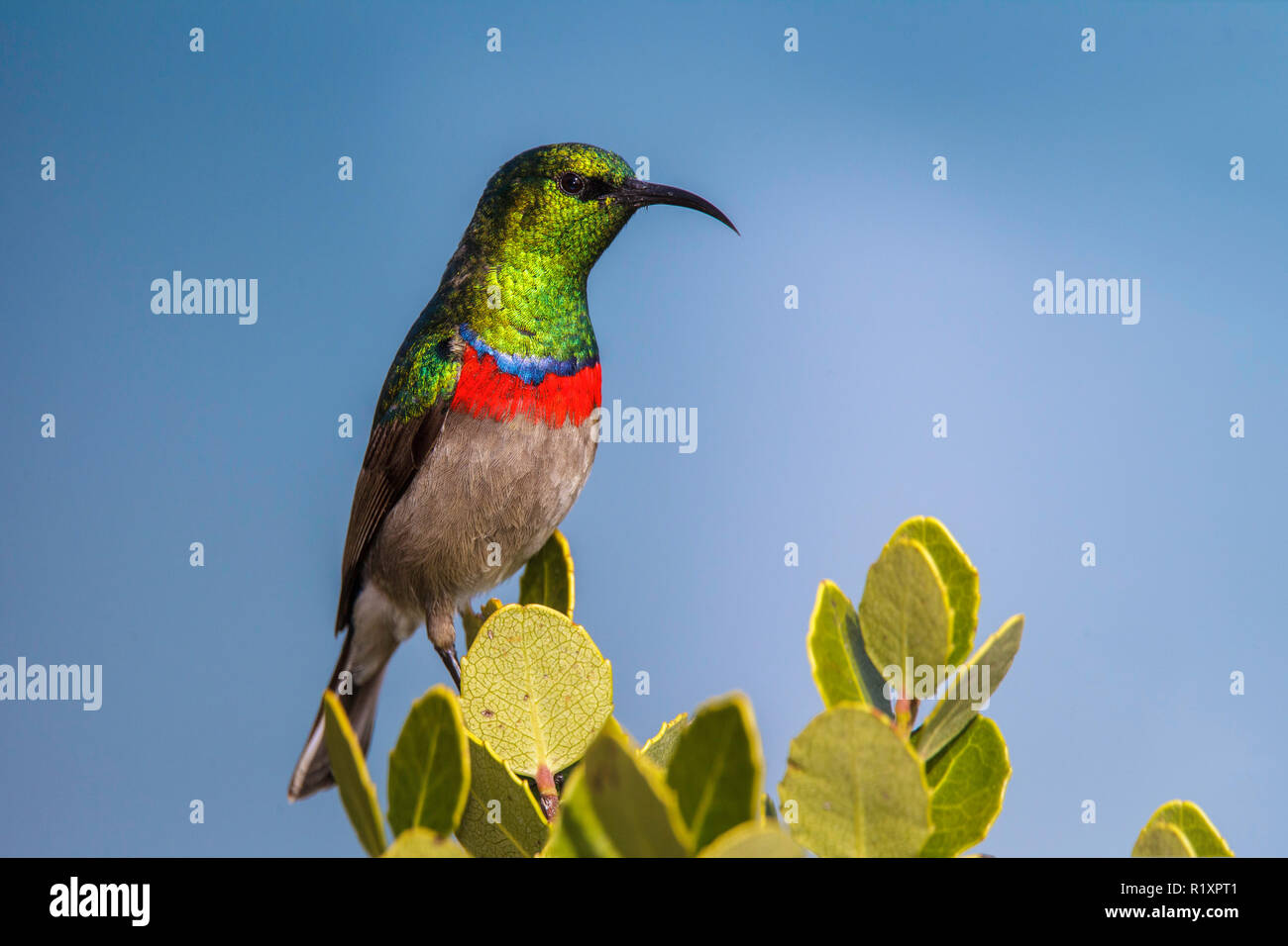 Southern Double-collared Sunbird Cinnyris chalybeus Betty's Bay ...