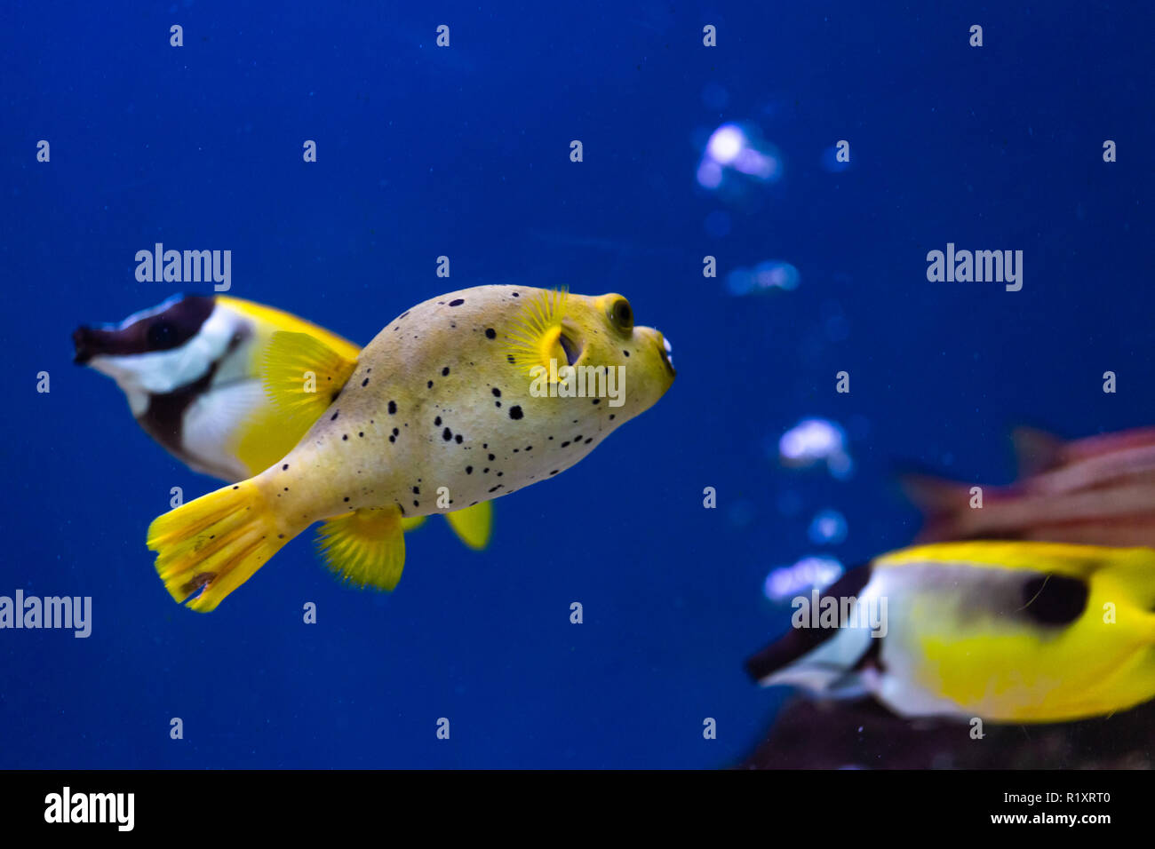 Close up beautiful fish in the aquarium on decoration of aquatic plants ...