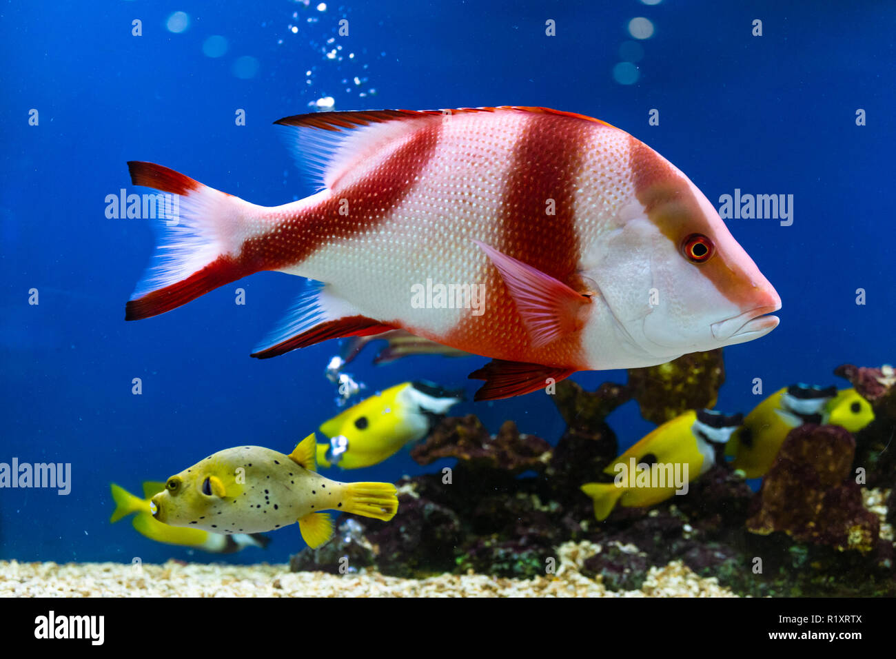Close up beautiful fish in the aquarium on decoration of aquatic plants ...