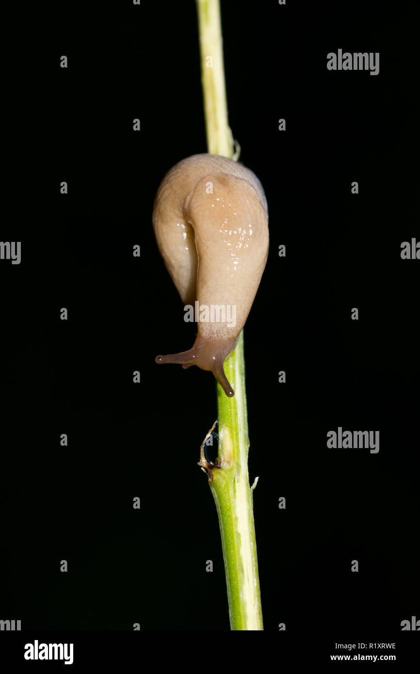 Air breathing land slug hi-res stock photography and images - Alamy