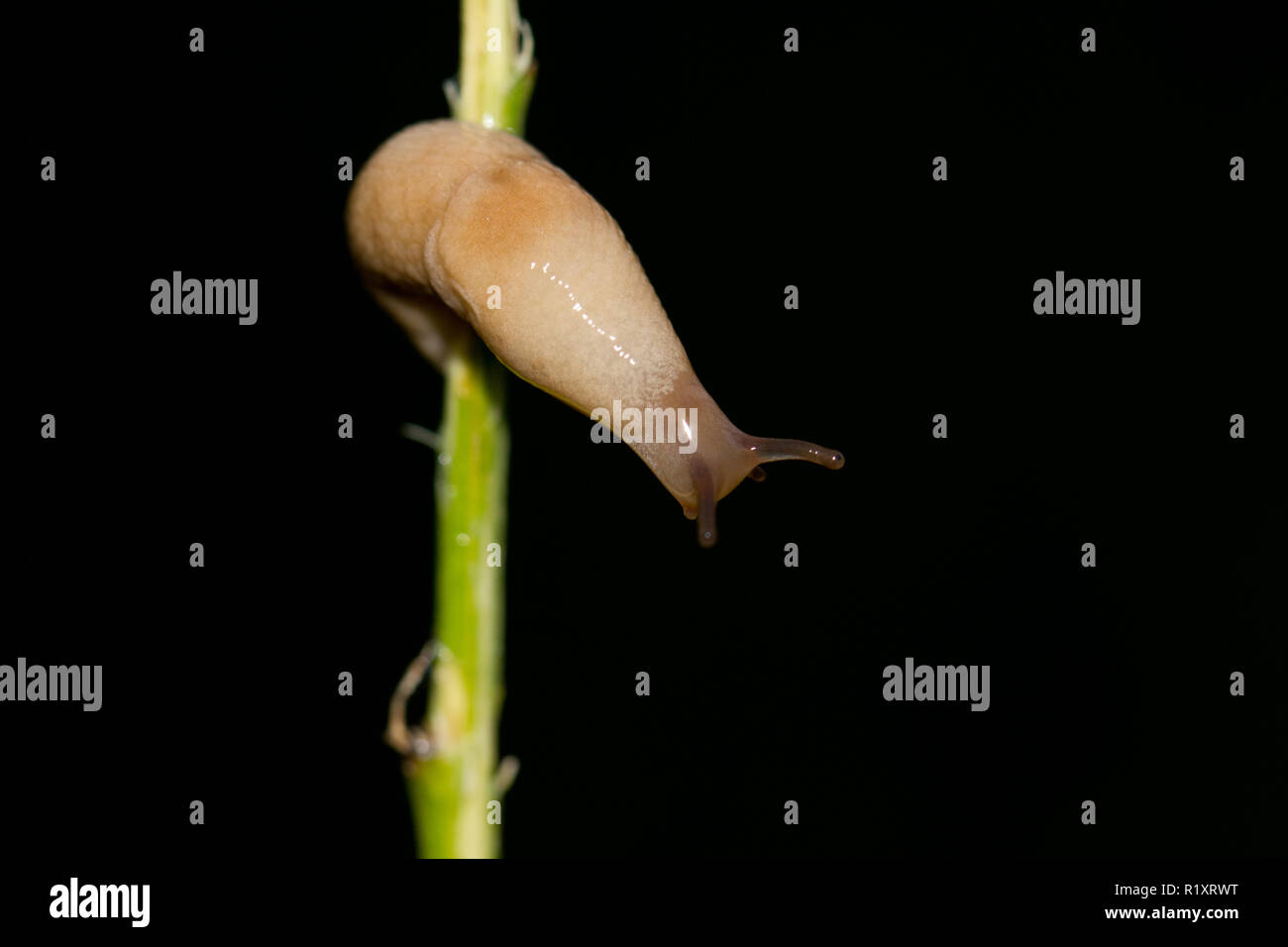 Slug deroceras hi-res stock photography and images - Alamy