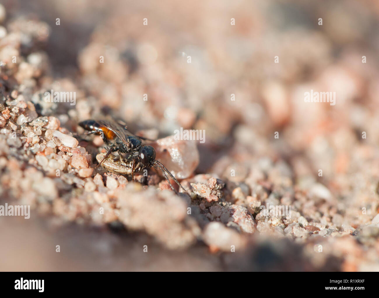 Predatory digger wasp with prey (shield-bug Stock Photo - Alamy