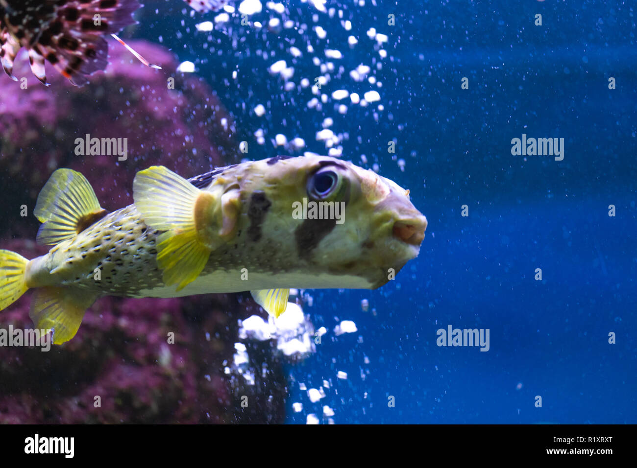 Close up beautiful fish in the aquarium on decoration of aquatic plants ...