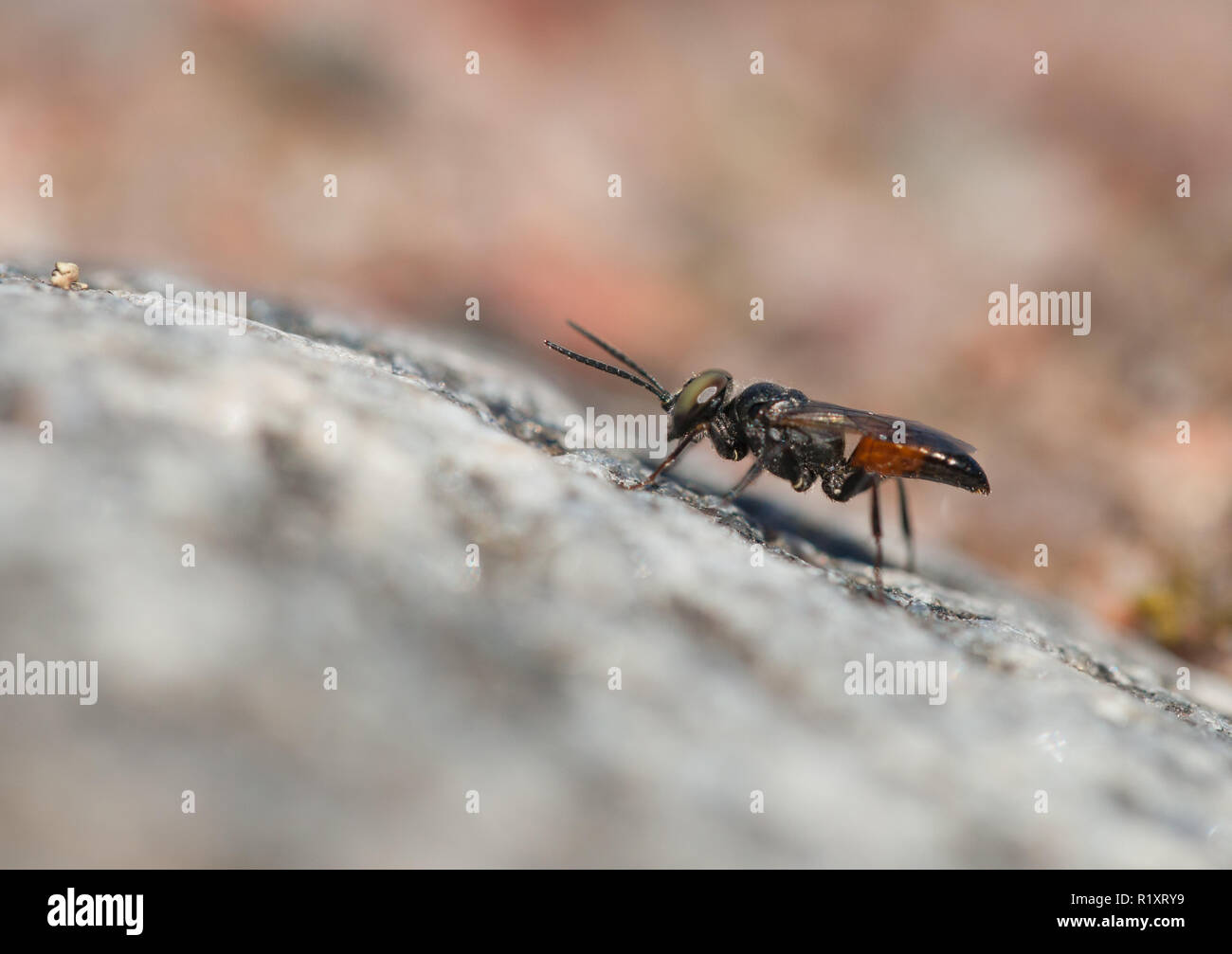 Predatory digger wasp Stock Photo - Alamy