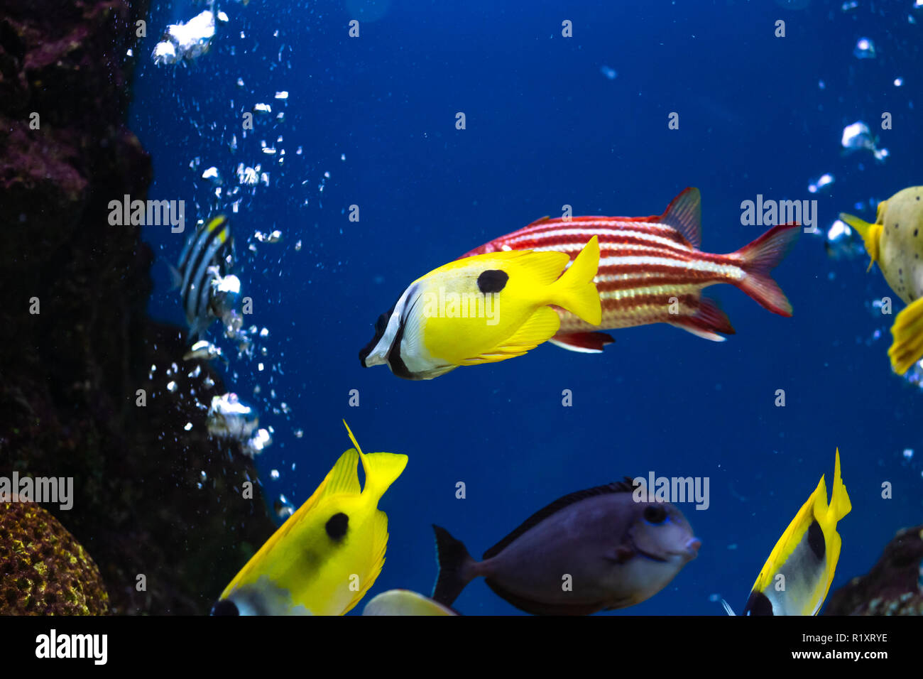 Close up beautiful fish in the aquarium on decoration of aquatic plants ...