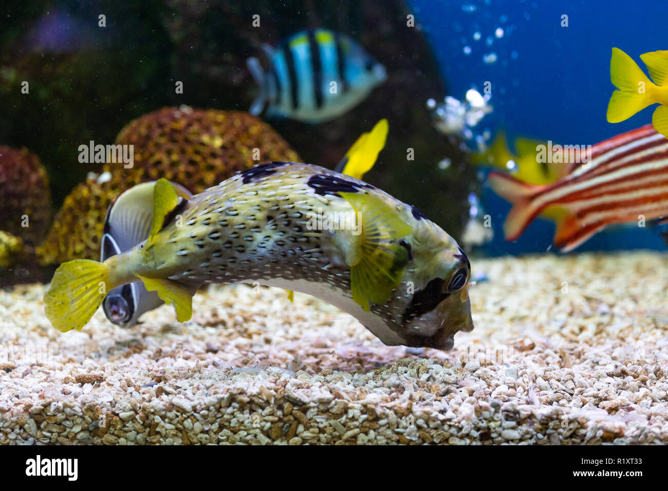 Close up beautiful fish in the aquarium on decoration of aquatic plants ...