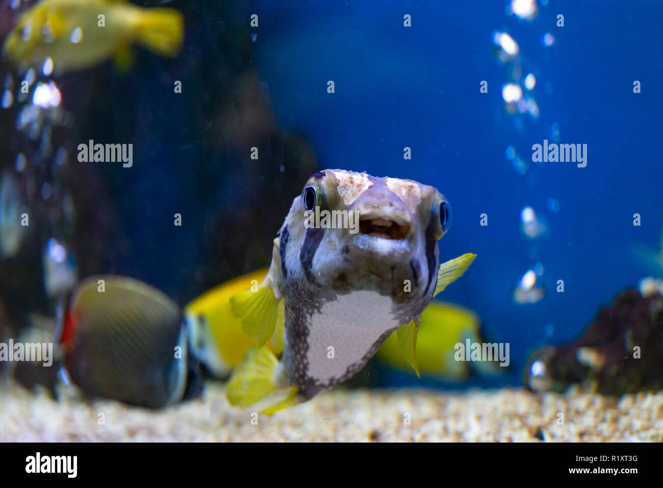 Close up beautiful fish in the aquarium on decoration of aquatic plants ...