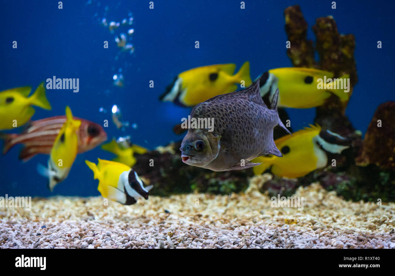 Close up beautiful fish in the aquarium on decoration of aquatic plants ...