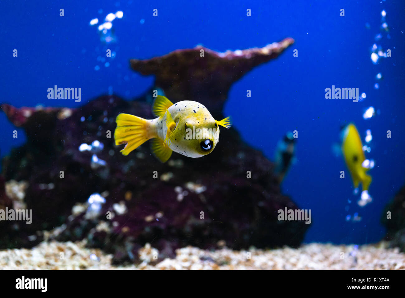 Close up beautiful fish in the aquarium on decoration of aquatic plants ...