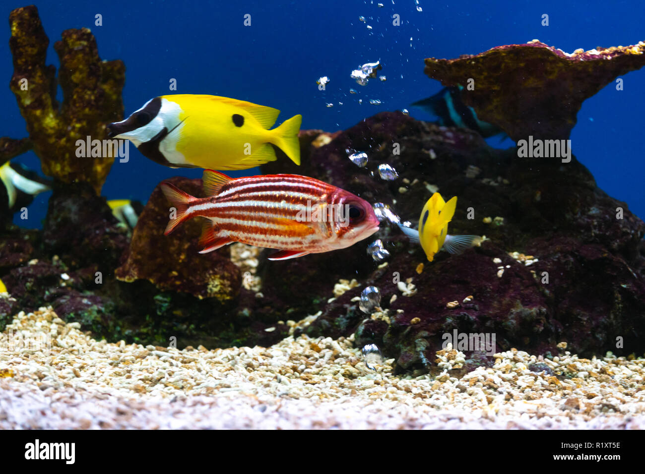 Close up beautiful fish in the aquarium on decoration of aquatic plants ...