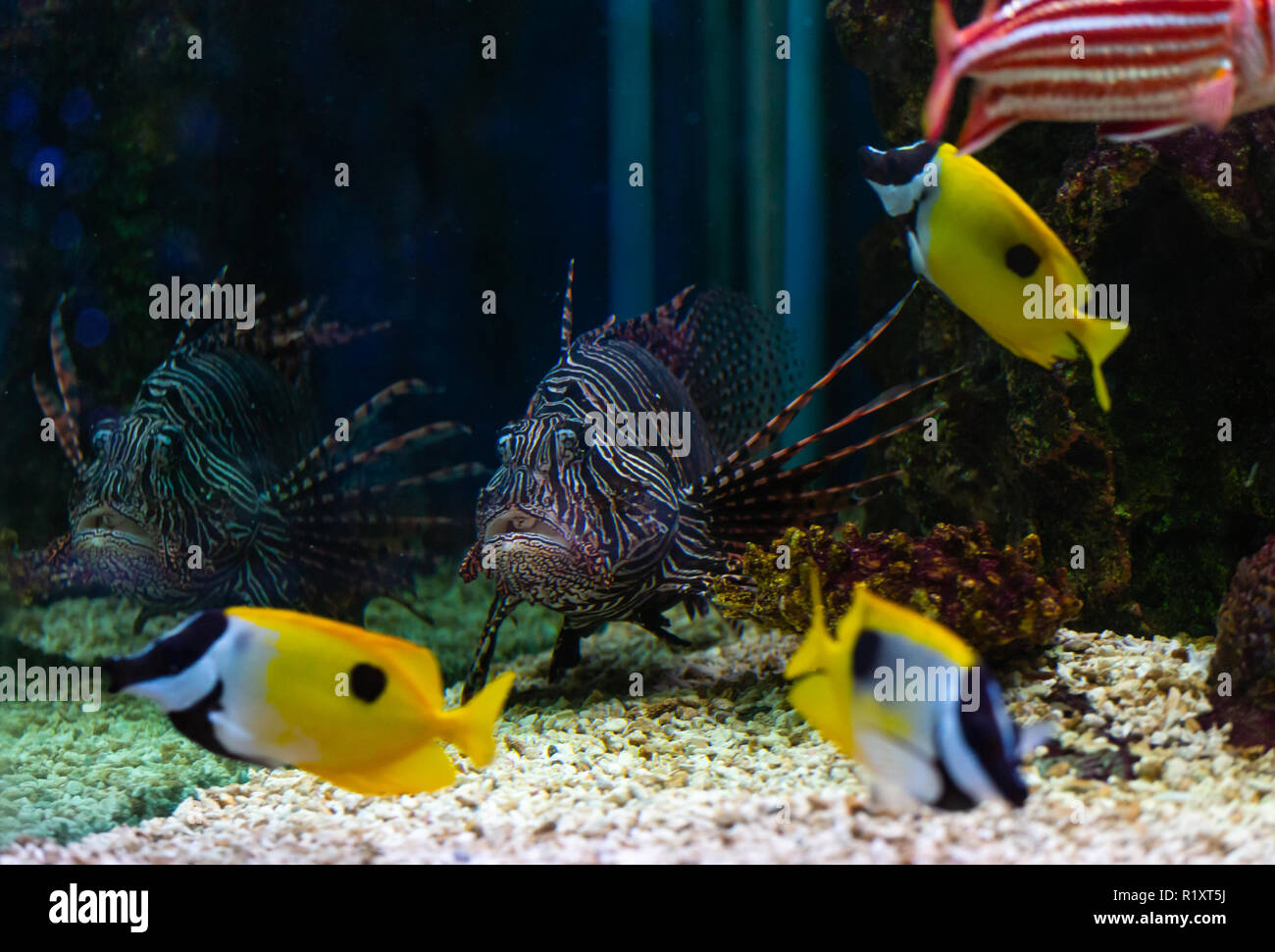 Close up beautiful fish in the aquarium on decoration of aquatic plants ...