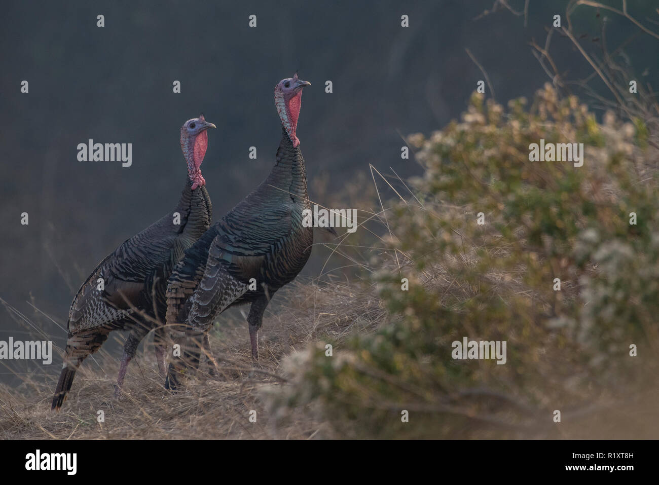 Male turkeys hi-res stock photography and images - Alamy