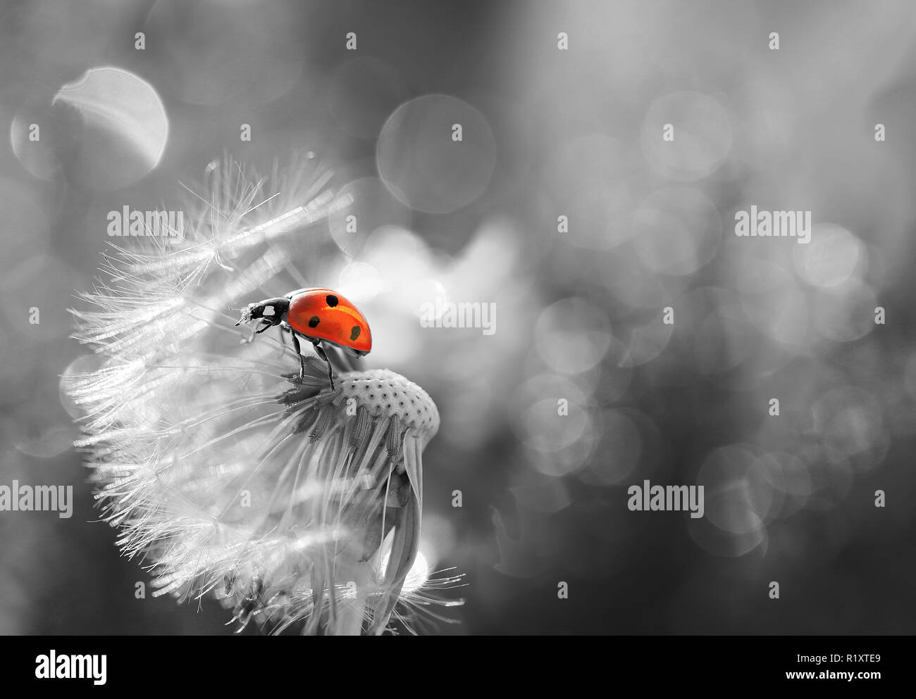 Ladybird poppy seed hi-res stock photography and images - Alamy