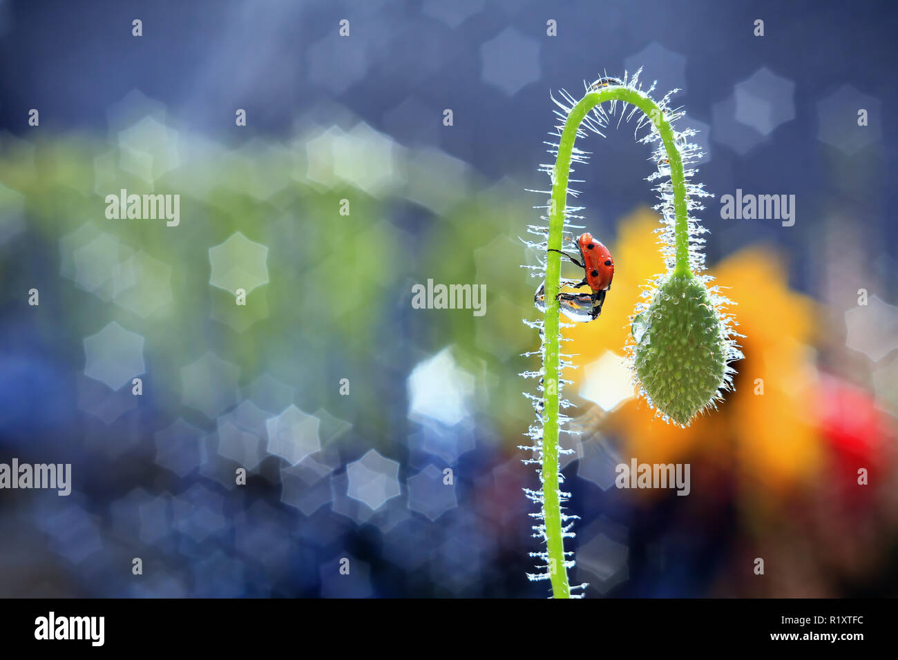 Ladybird poppy seed hi-res stock photography and images - Alamy