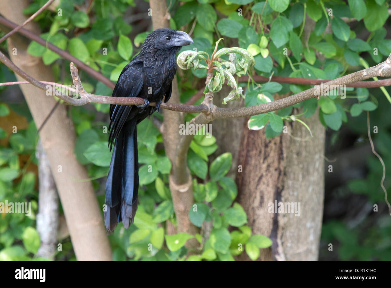 smooth-billed ani tree that sits on a tree branch at the edge of the ...