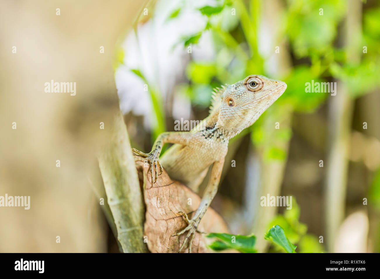 Oriental Garden Lizard, eastern garden lizard or changeable lizard on ...
