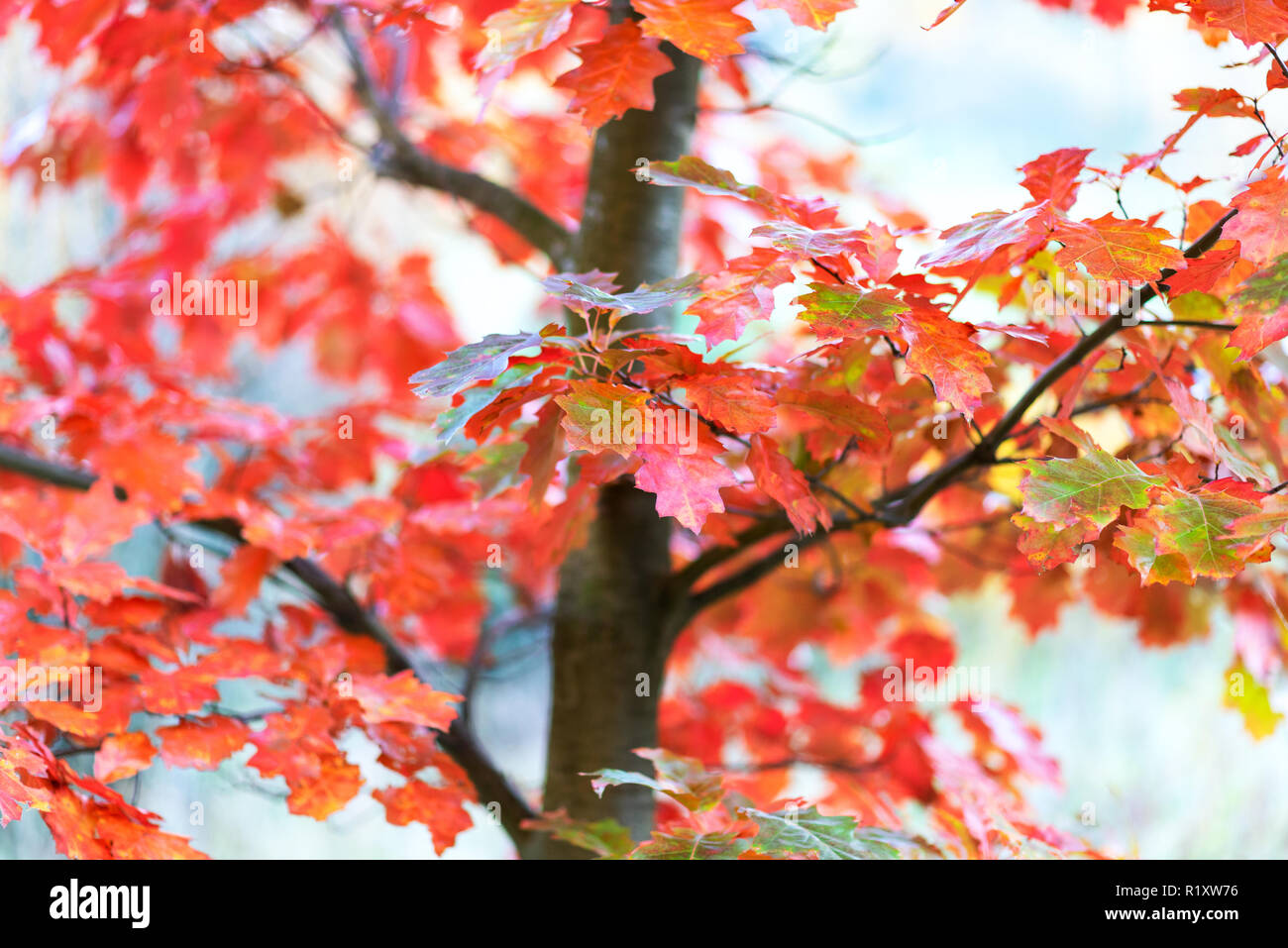 Seasonal weather abstract background - intense autumn colors of an oak ...