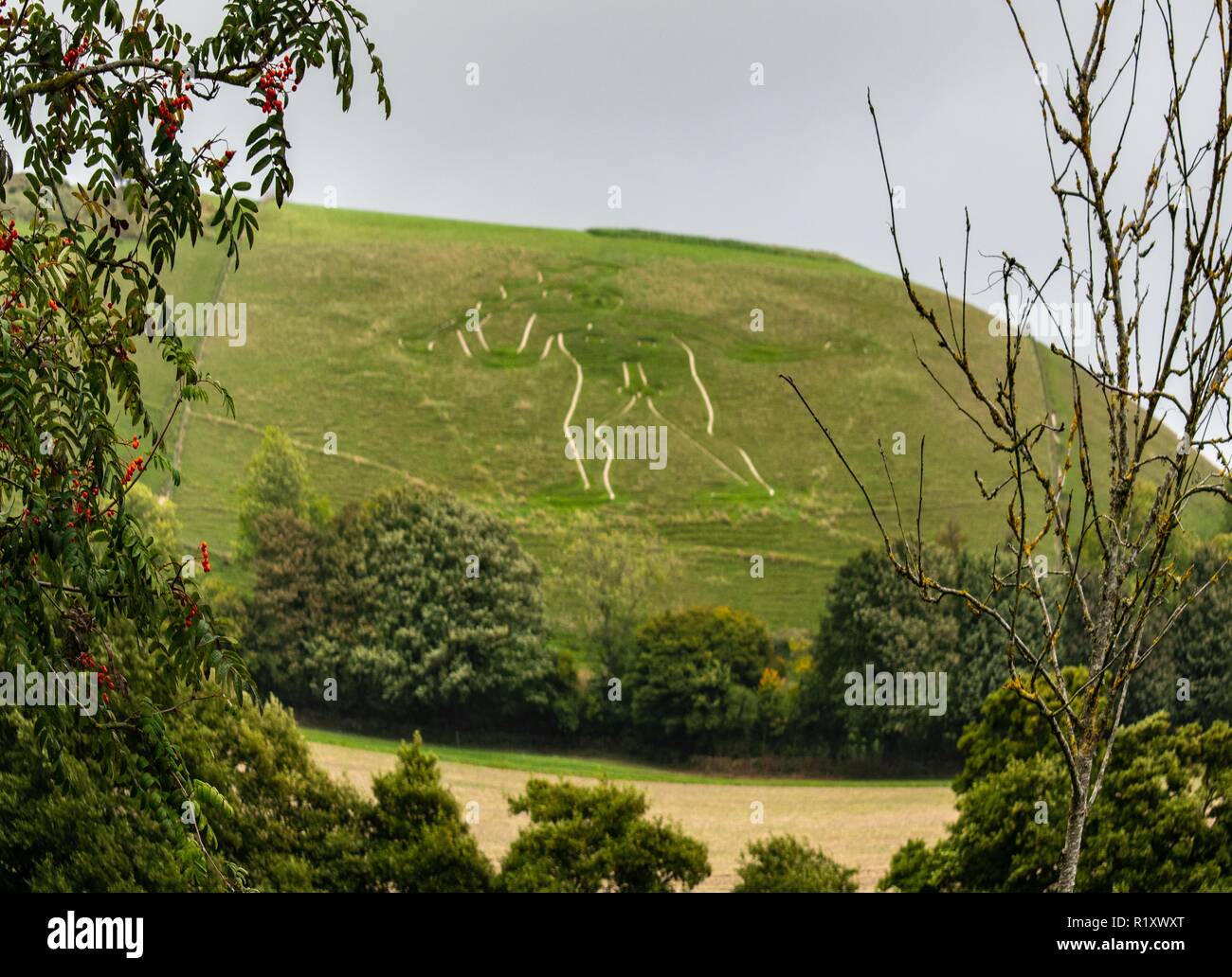 Cerne Abbas hill giant chalk figure Stock Photo - Alamy