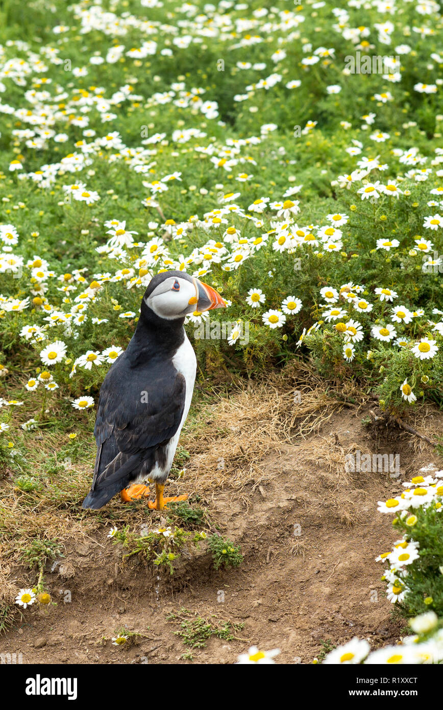 Puffin - pelagic seabird, Fratercula, on land by nest in breeding ...