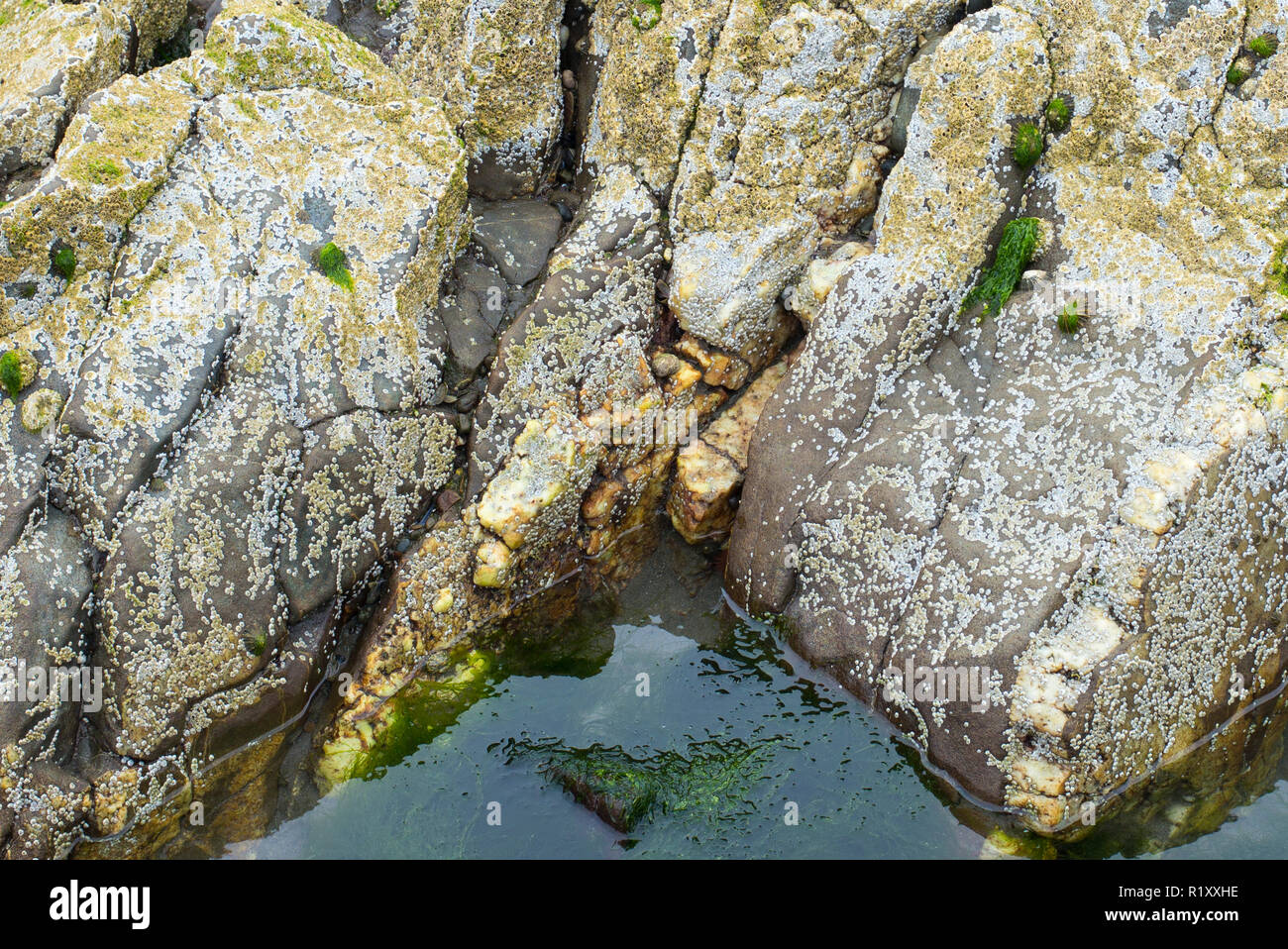 Barnacles and seaweed in rock pool on Pembrokeshire Coast at Poppit ...