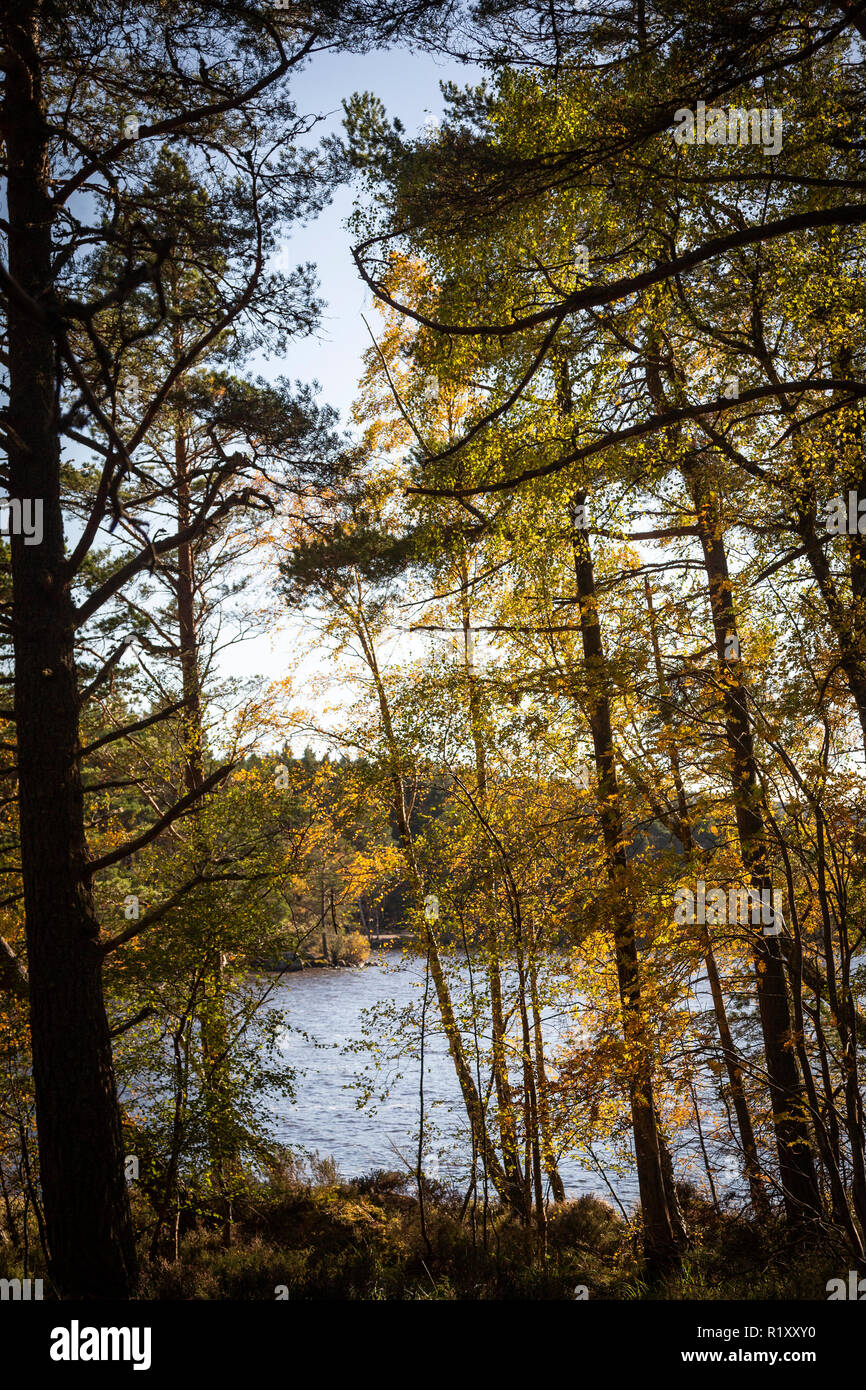 Loch Garten in the Cairngorms National Park of Scotland Stock Photo - Alamy