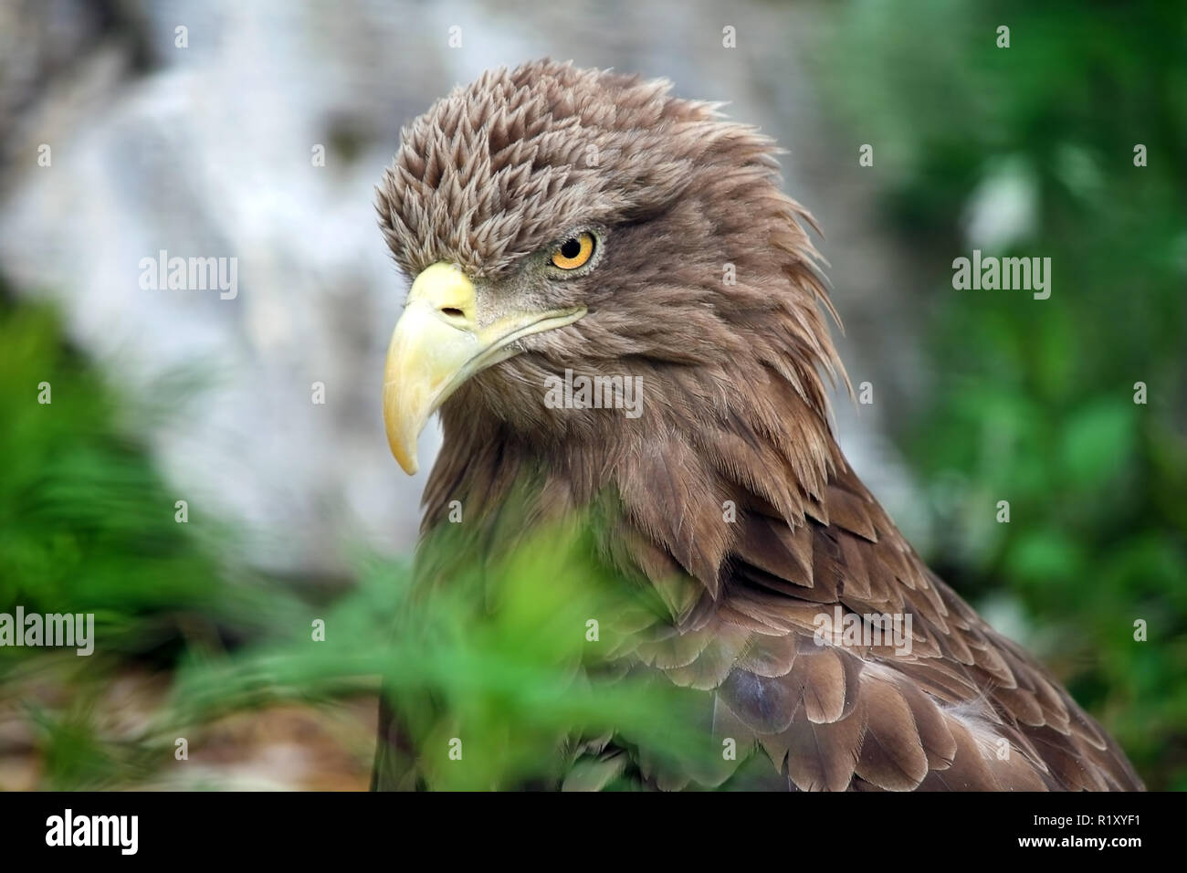 Portrait of an eagle with green grass around Stock Photo - Alamy