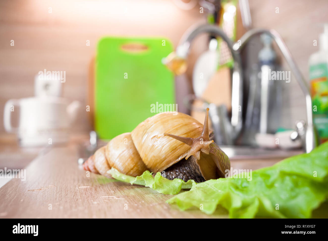 Giant african snail Achatina in the kitchen Stock Photo - Alamy