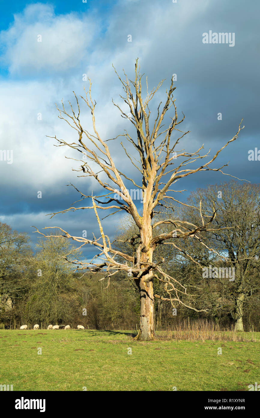 Dead elm tree - Ulmus - a likely victim of Dutch Elm Disease in the ...