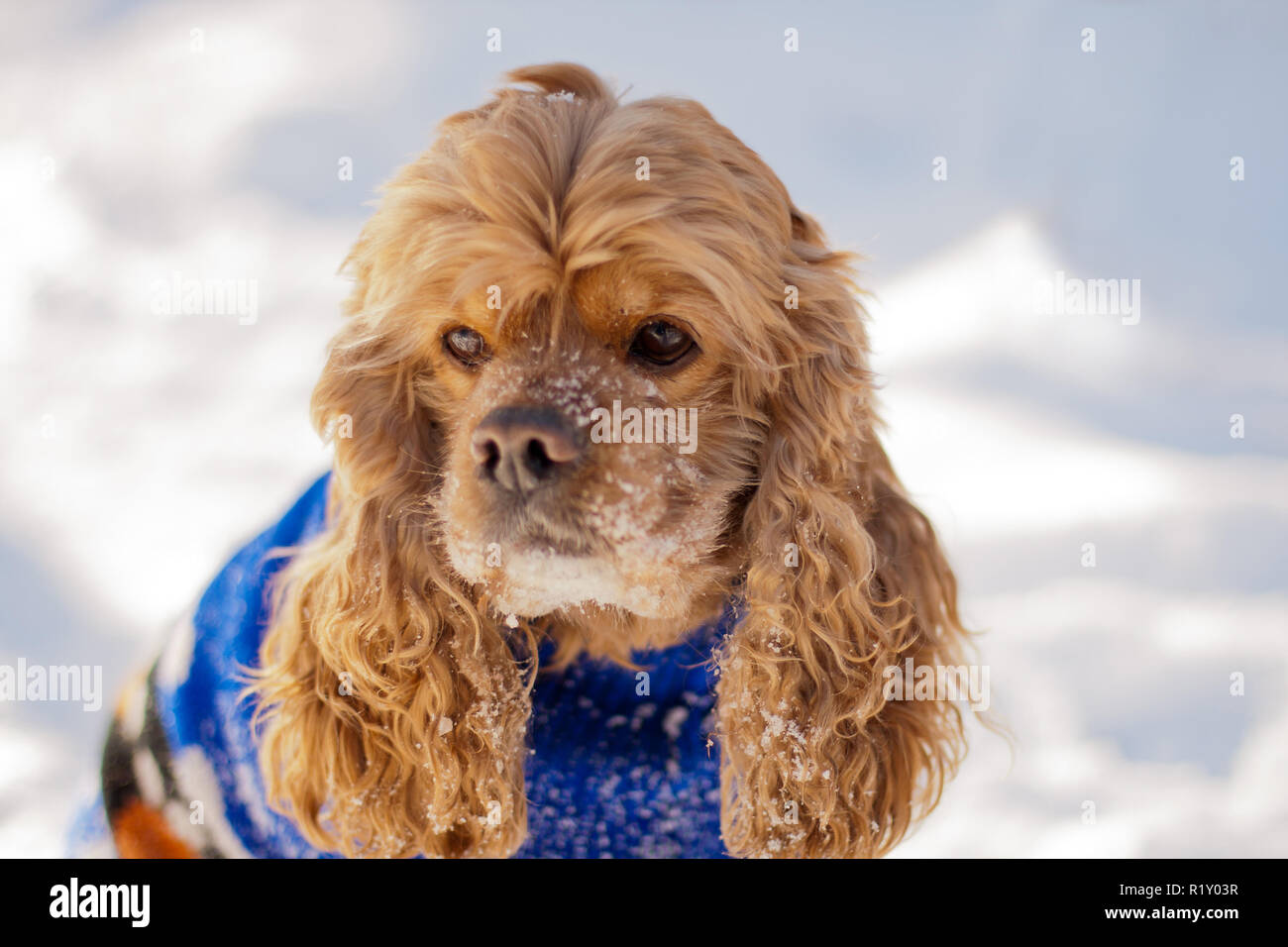 American cocker spaniel winter hi-res stock photography and images - Alamy