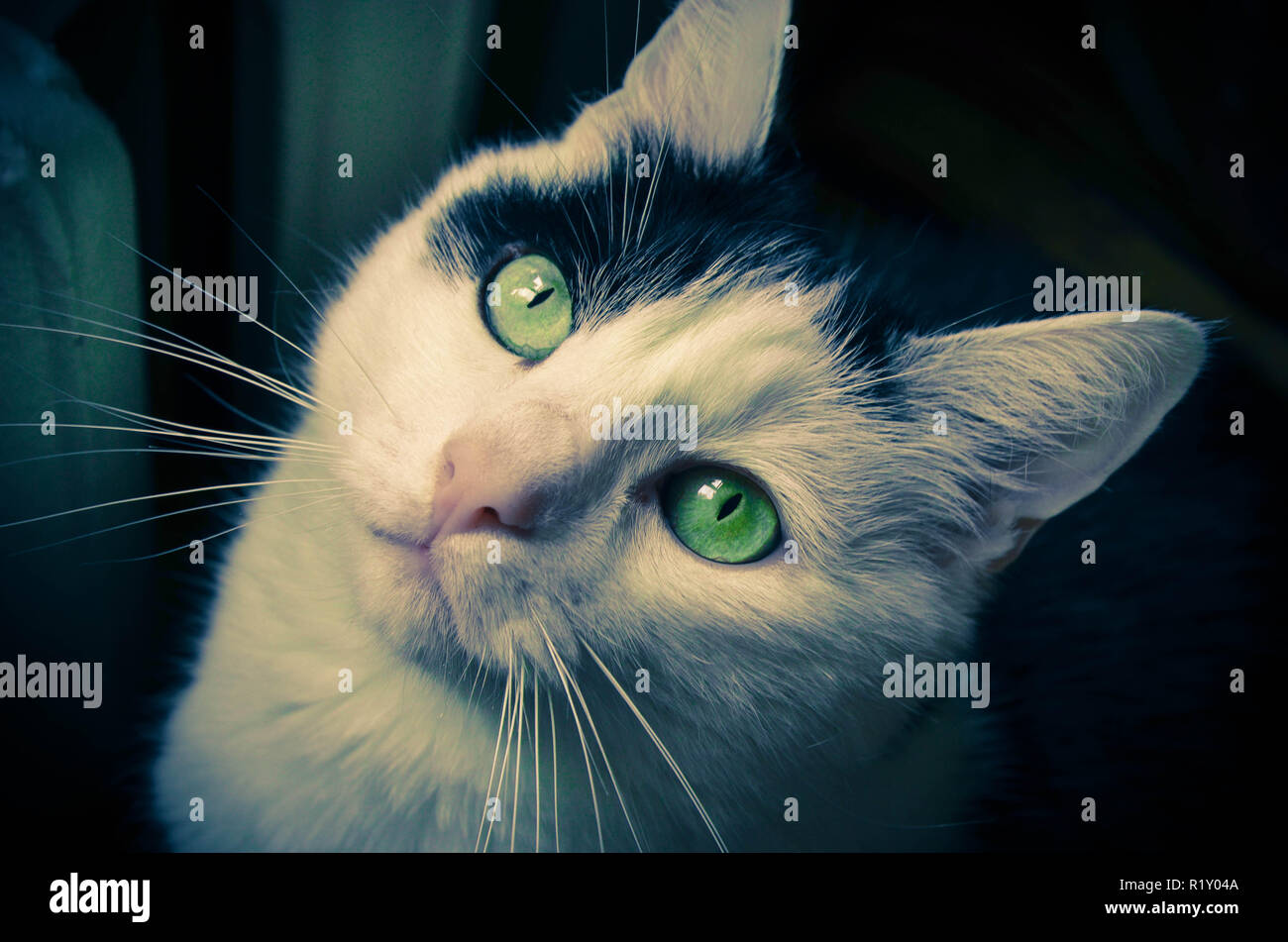 Black and white cat focus on eyes Stock Photo - Alamy