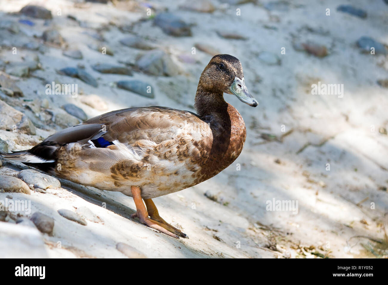 Wild duck posing on stone background Stock Photo - Alamy
