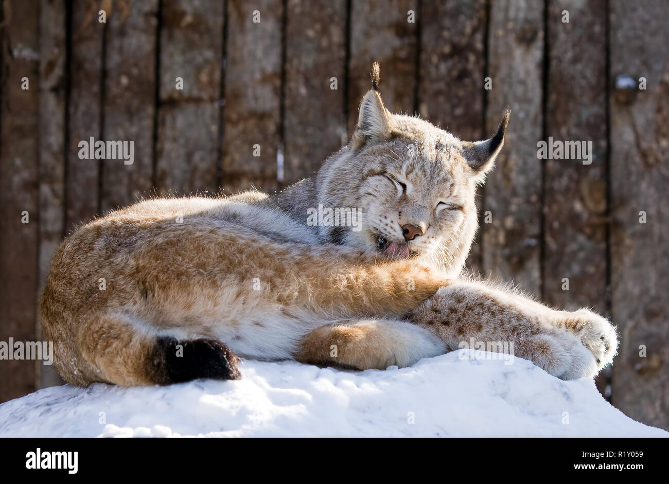 Lynx linx hi-res stock photography and images - Alamy