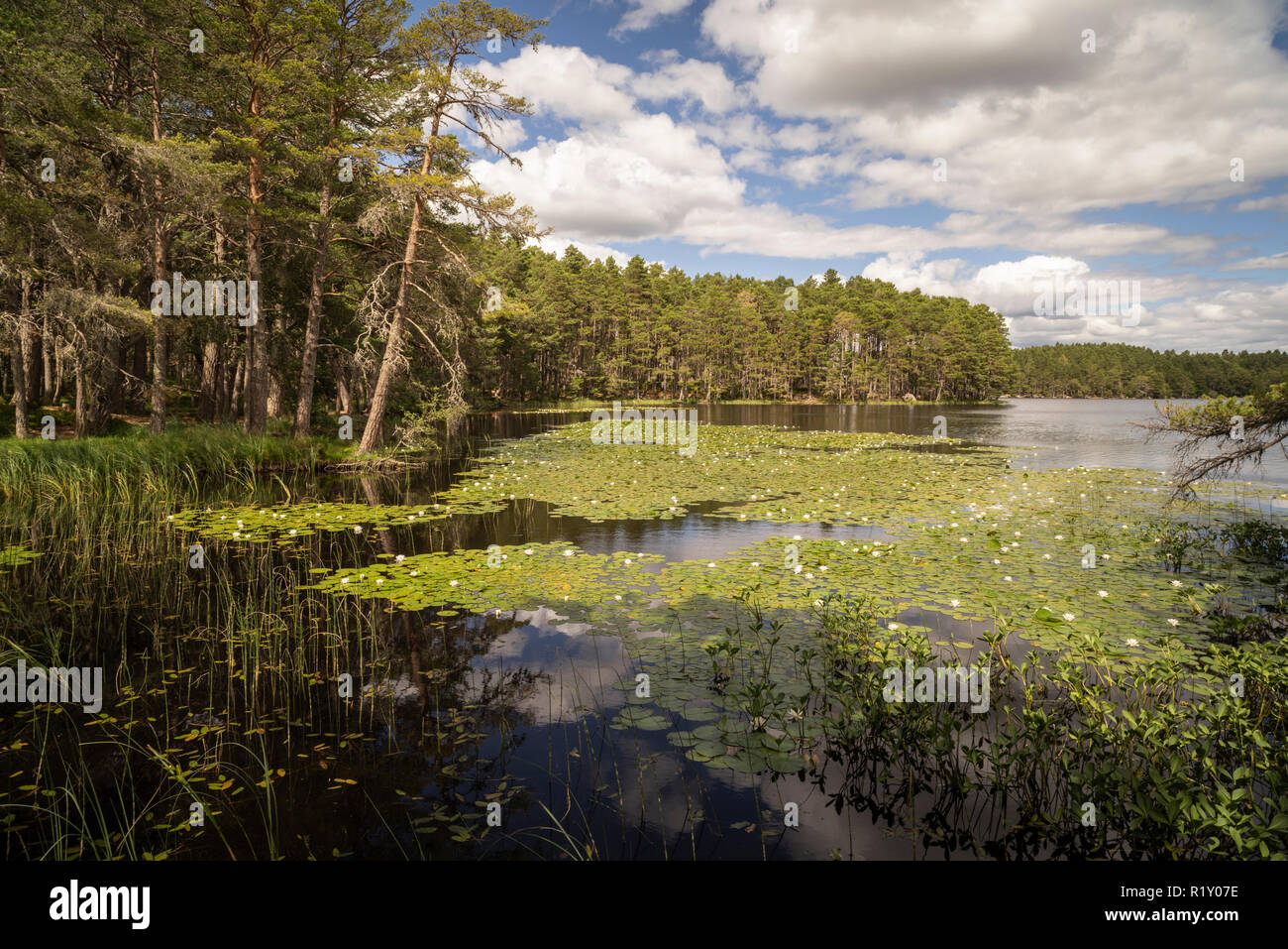 Loch Garten in the Cairngorms National Park of Scotland Stock Photo - Alamy