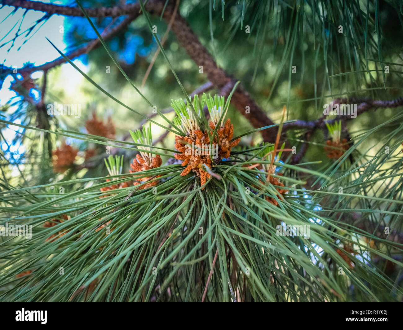 Spruce branch swaying in wind hi-res stock photography and images - Alamy
