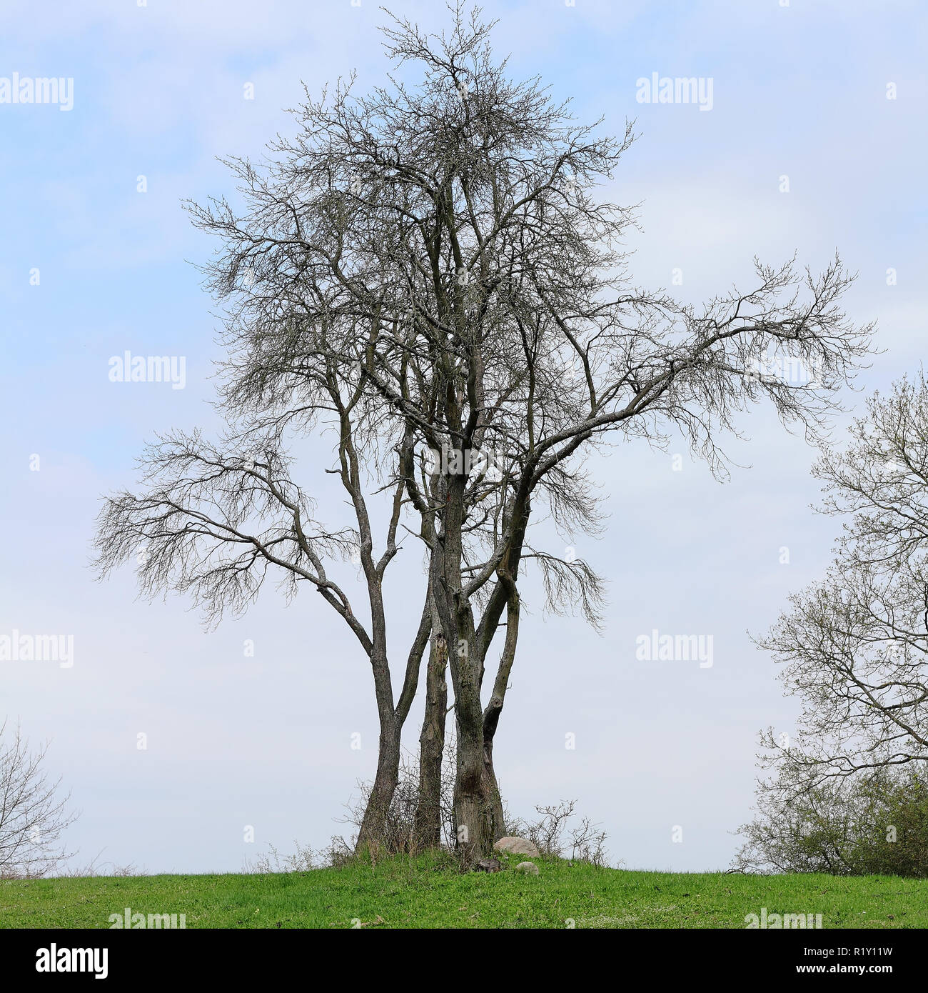A tree on a hill in early spring Stock Photo - Alamy