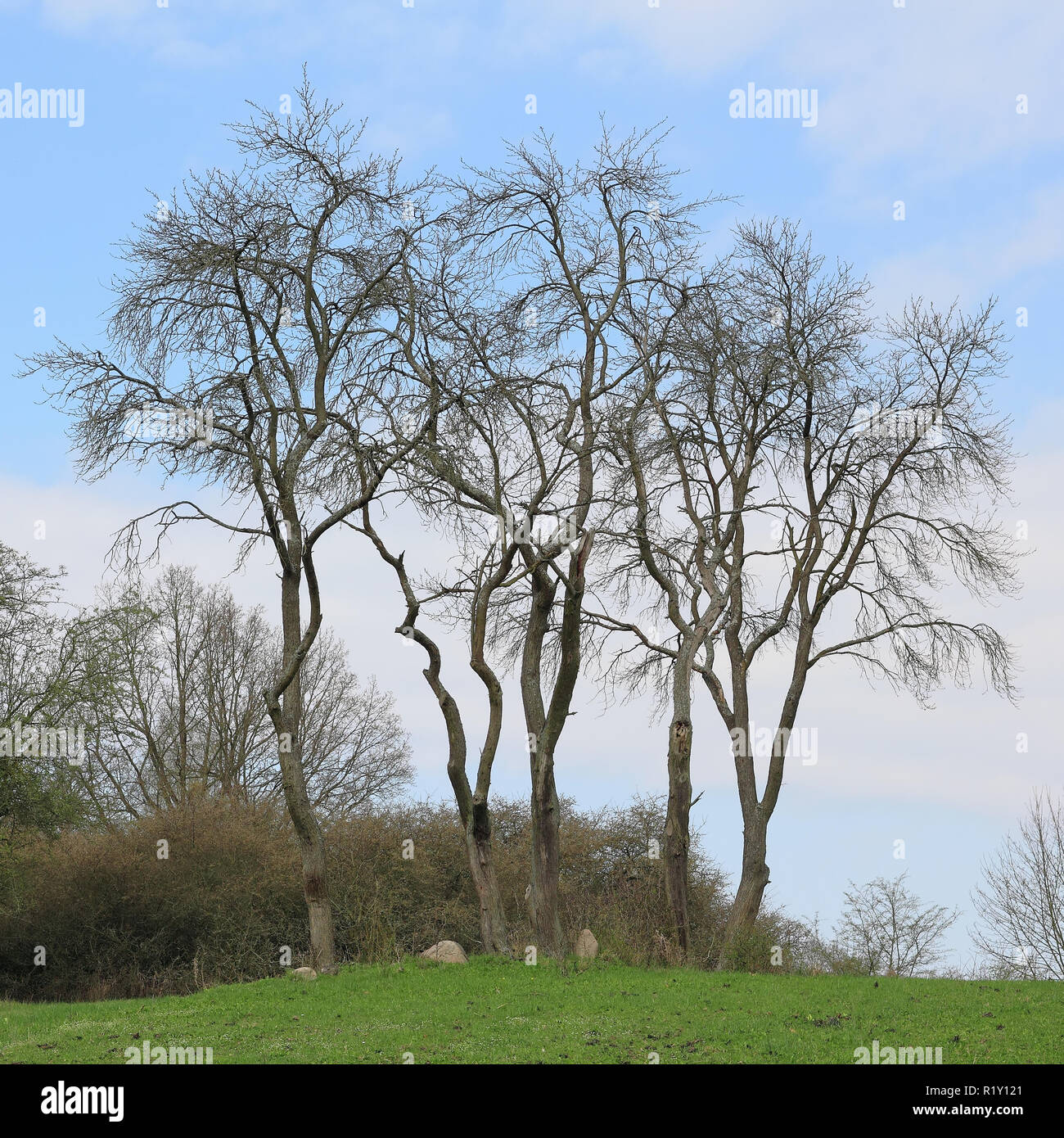 Grove clump of trees hi-res stock photography and images - Alamy