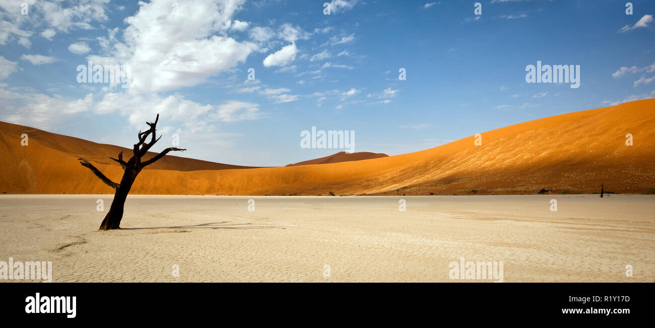 Namibia - April 16, 2009: A Skeleton Tree in Deadvlei, which is a ...