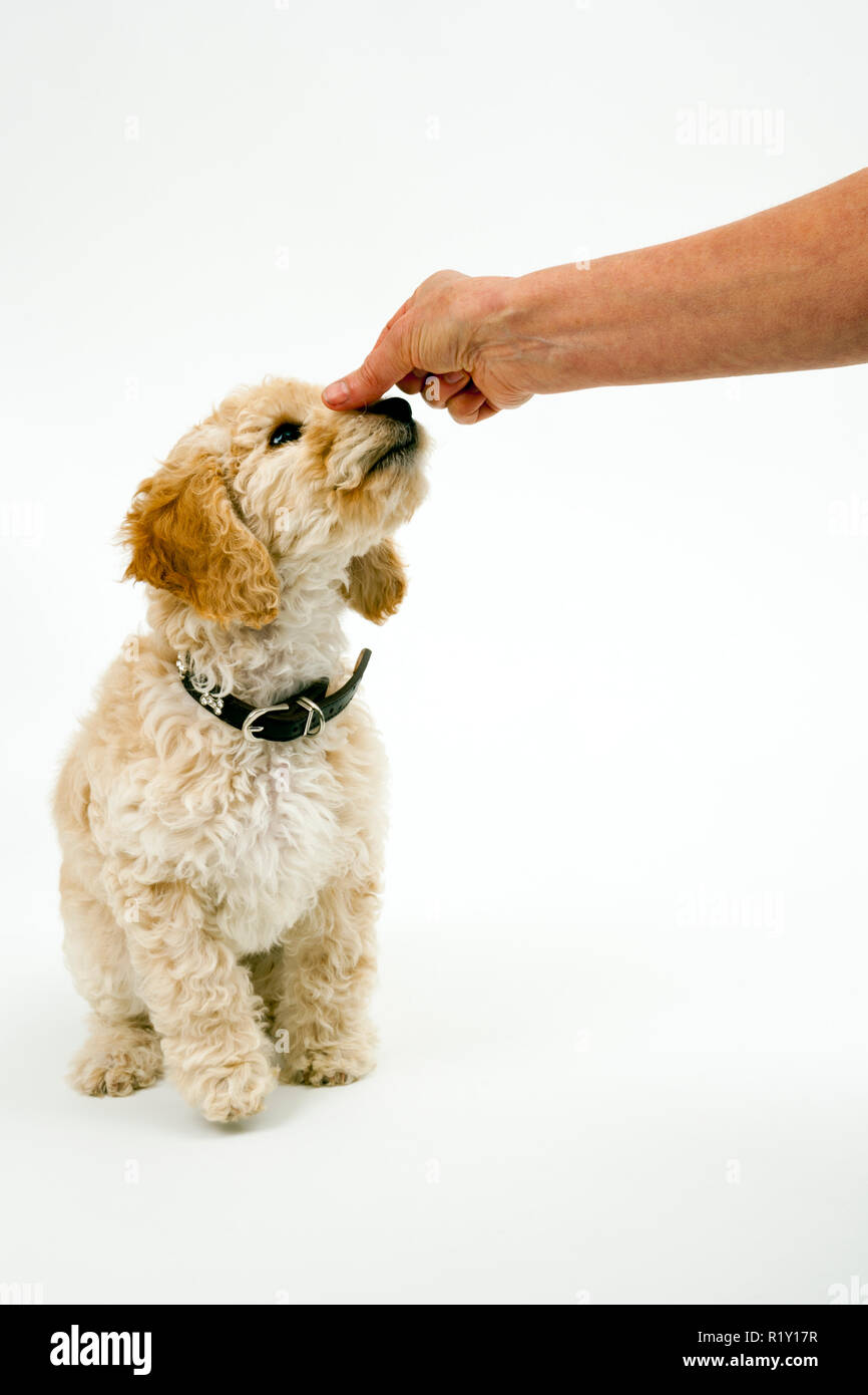 A cute 12 week old Cockapoo puppy bitch on a white background sits ...