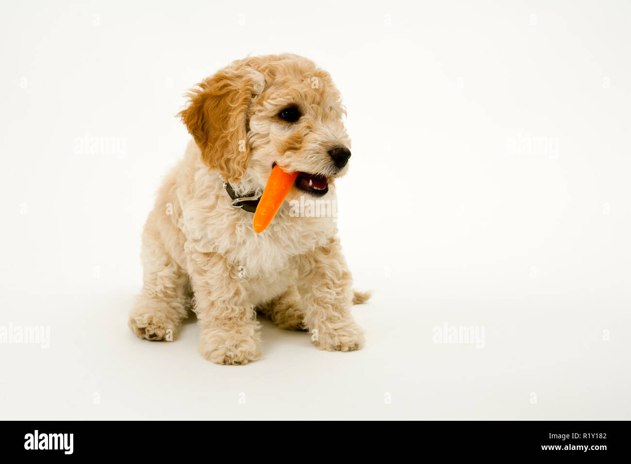 A cute 12 week old Cockapoo puppy bitch on a white background sits with ...
