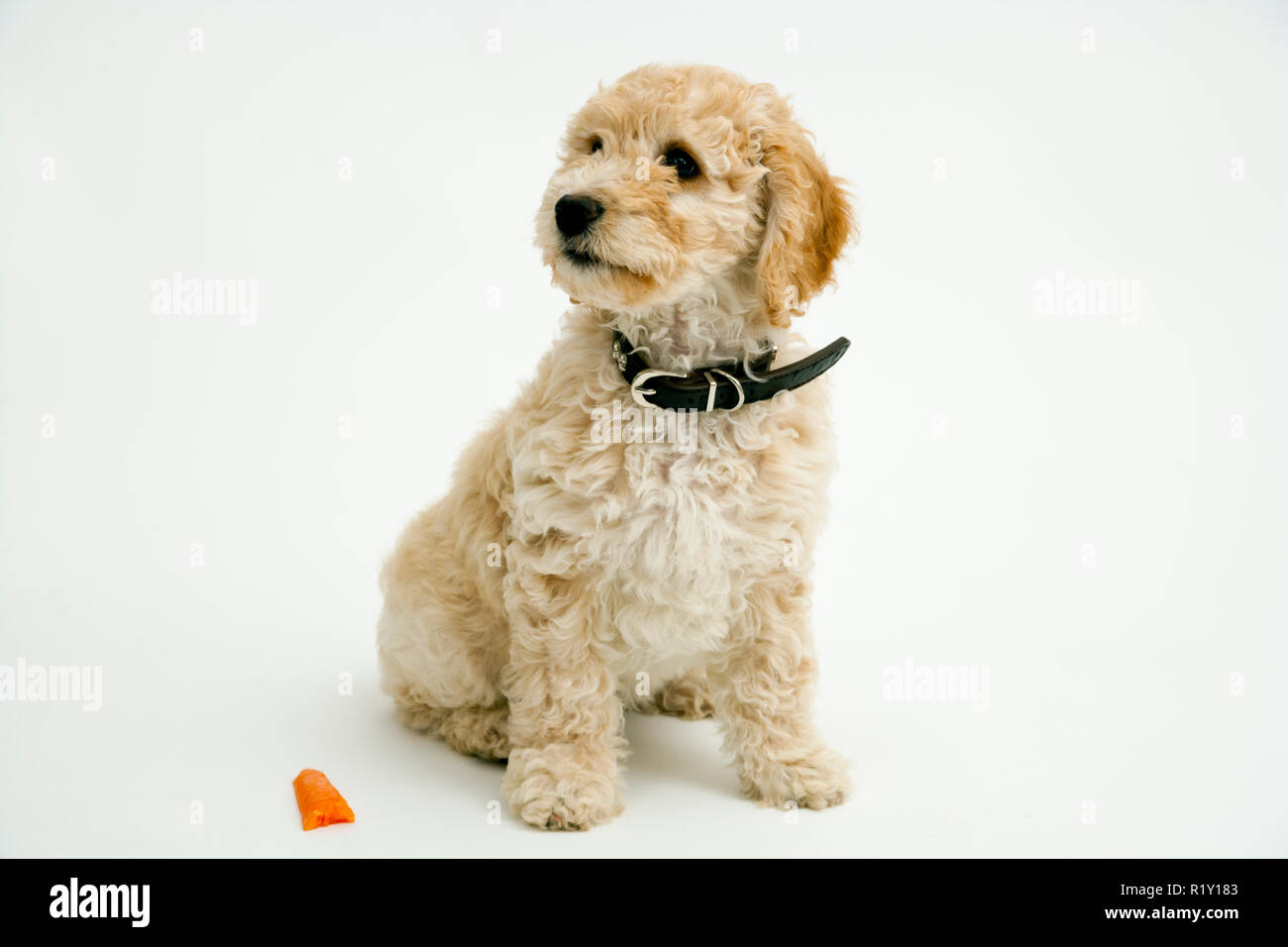 A cute 12 week old Cockapoo puppy bitch on a white background sits ...