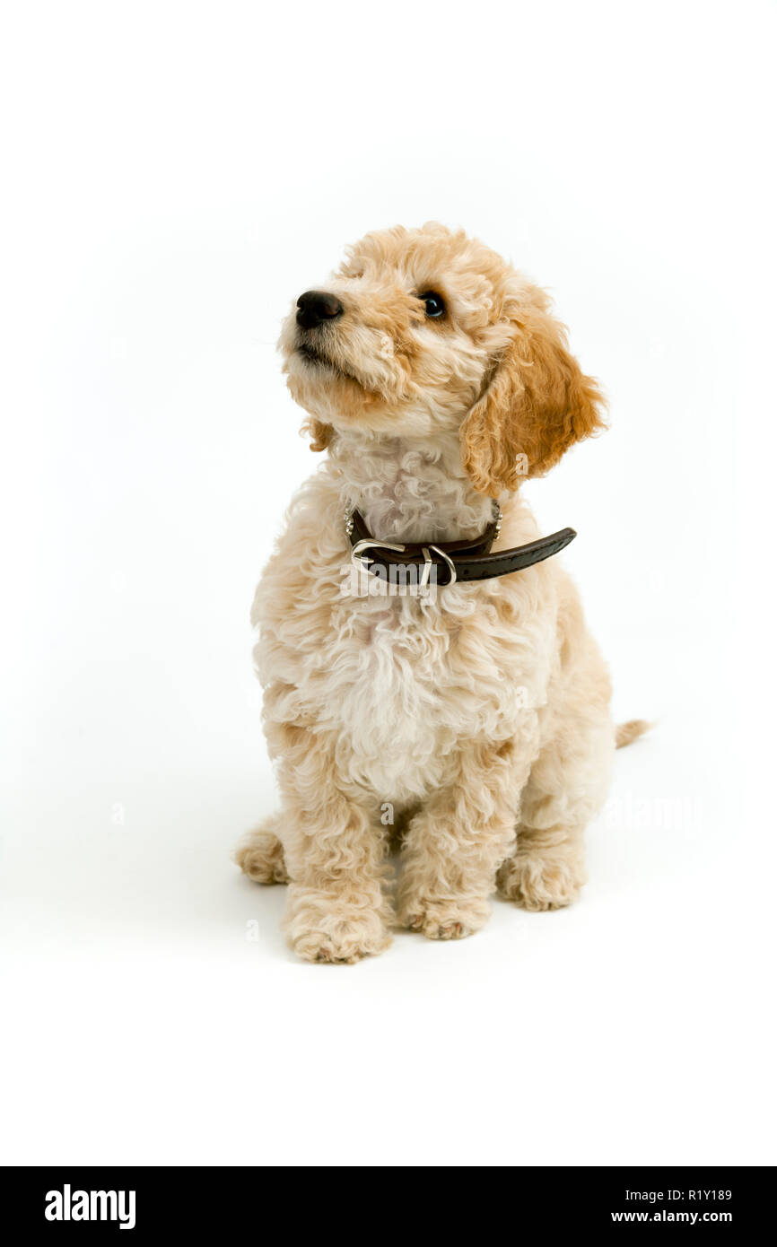A cute 12 week old Cockapoo puppy bitch on a white background sits ...