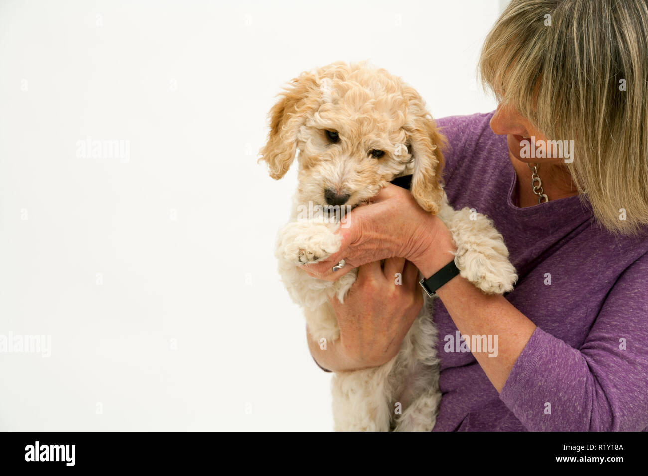 A cute 12 week old Cockapoo puppy bitch on a white background is ...