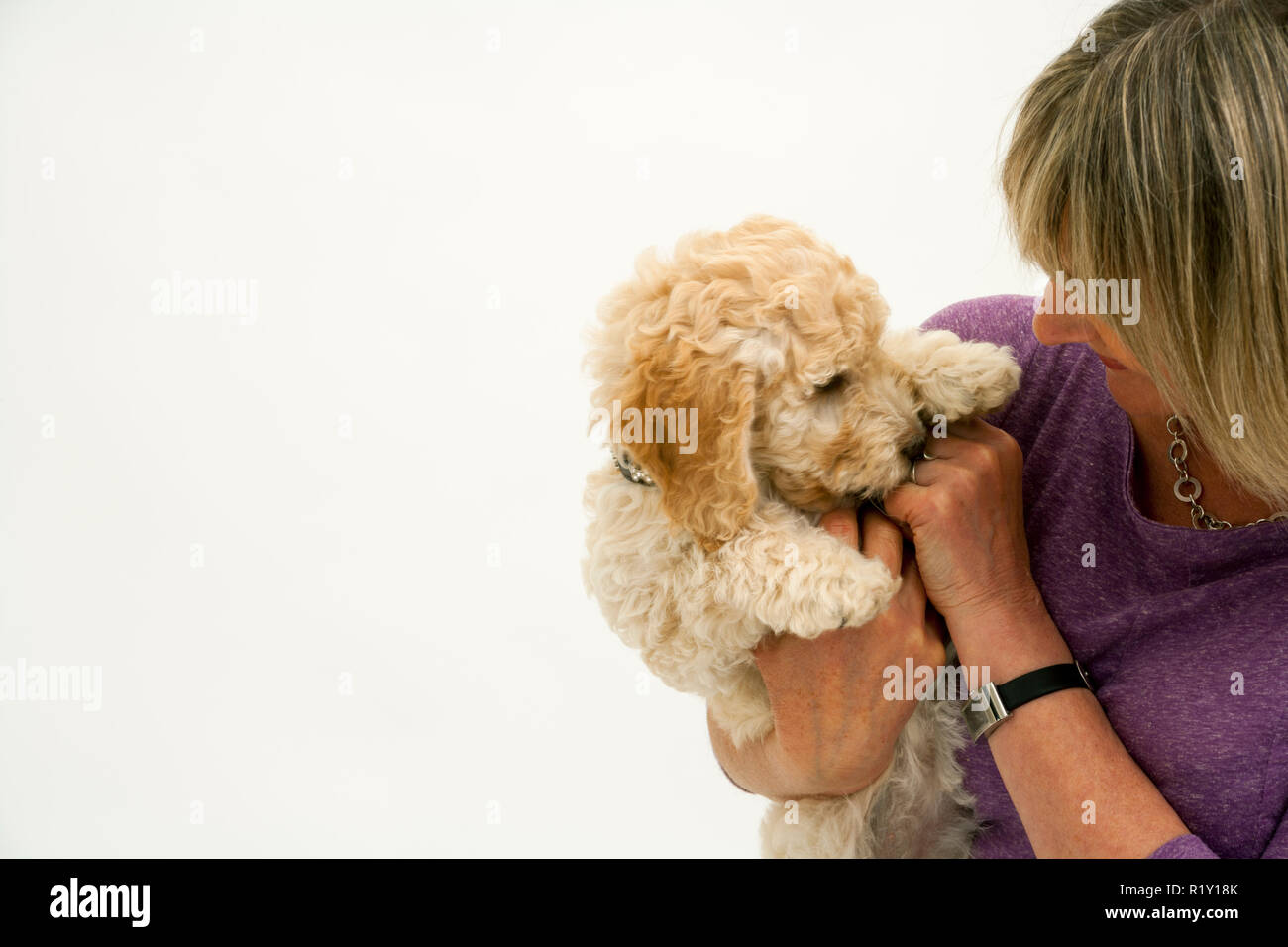 A cute 12 week old Cockapoo puppy bitch on a white background is ...