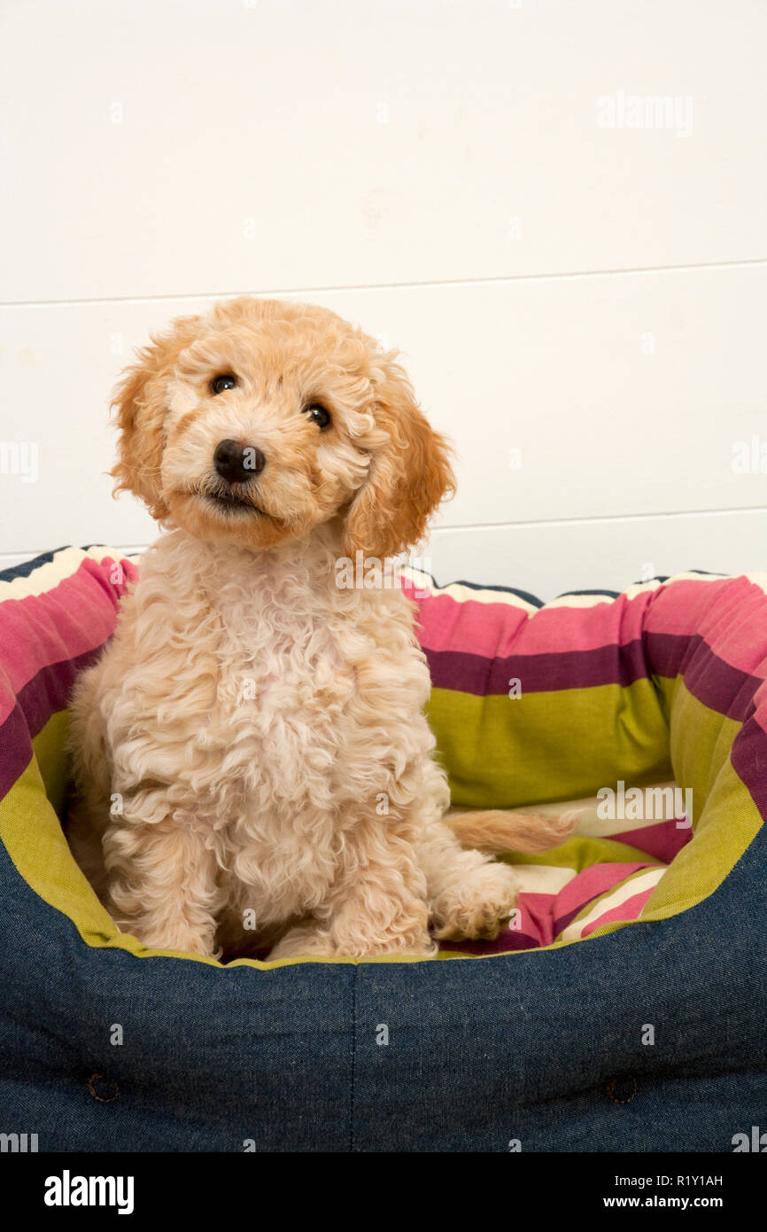 A cute 12 week old Cockapoo puppy bitch on a white background sits in ...