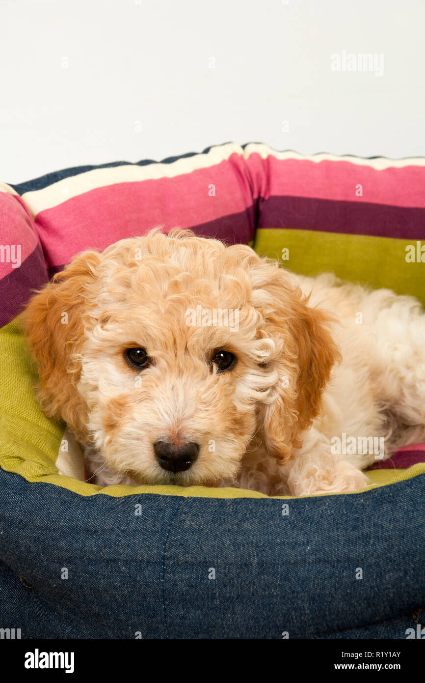 A cute 12 week old Cockapoo puppy bitch on a white background lies in ...
