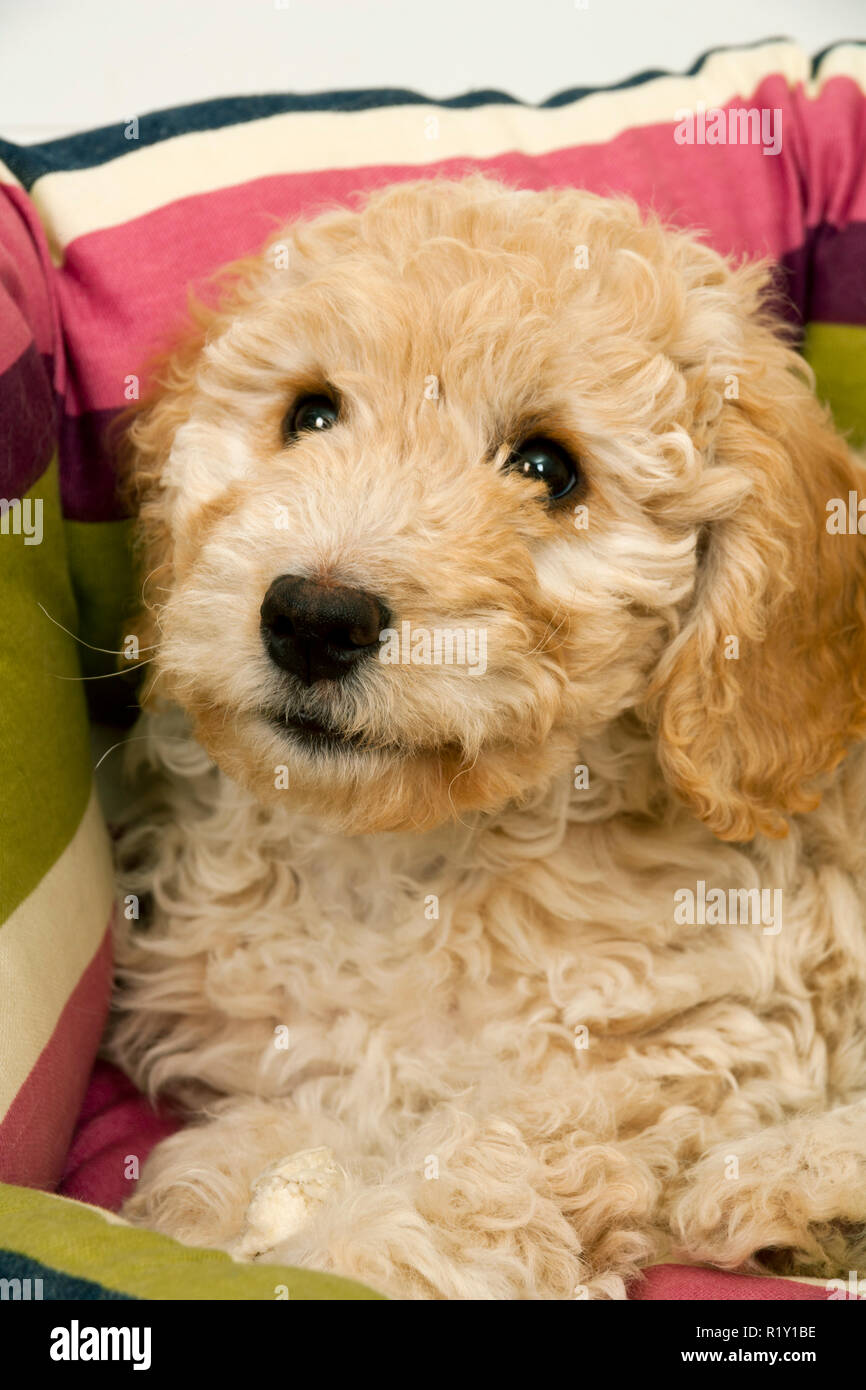 A cute 12 week old Cockapoo puppy bitch on a white background lies in ...